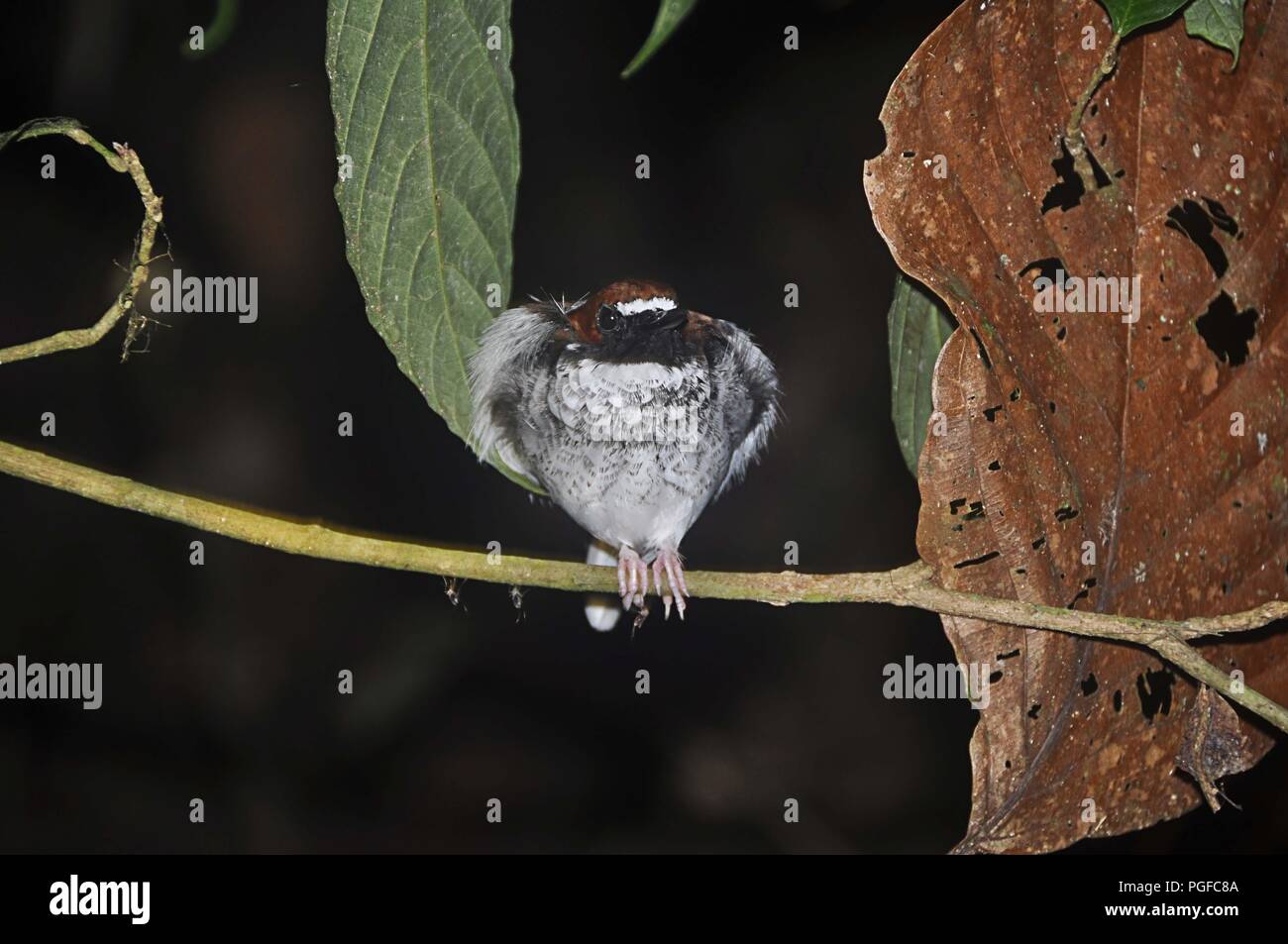 The adventure of night walk in Borneo rainforest Stock Photo - Alamy
