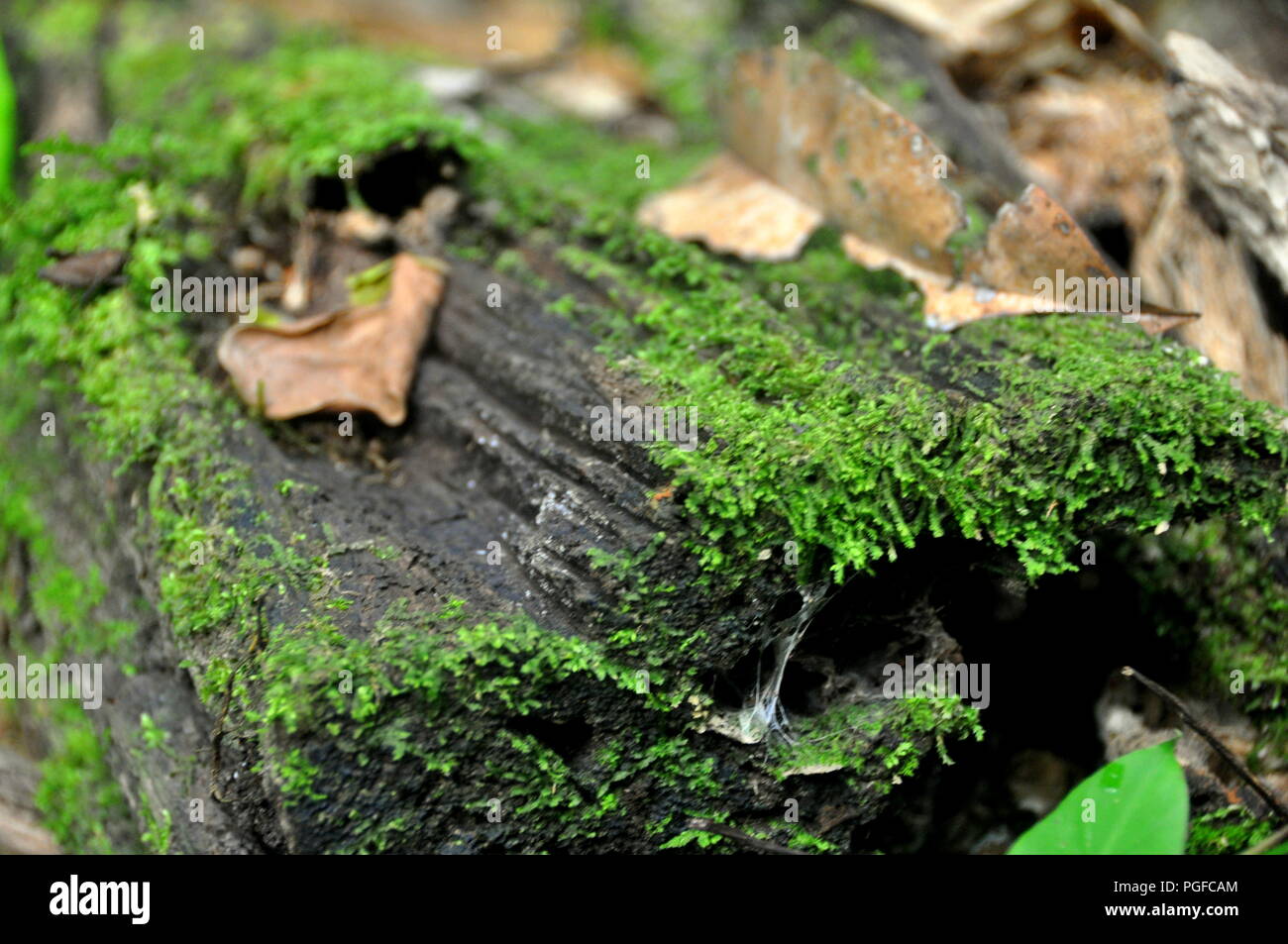 The adventure of night walk in Borneo rainforest Stock Photo - Alamy