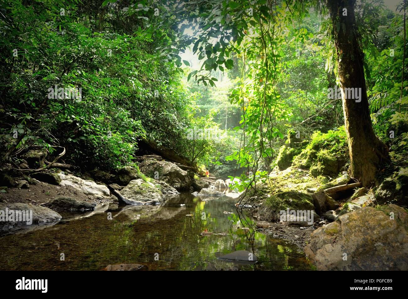 The adventure of night walk in Borneo rainforest Stock Photo - Alamy