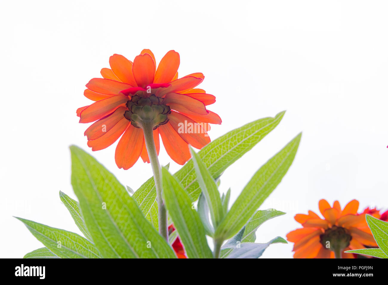 Vivid orange color tone hi-res stock photography and images - Alamy