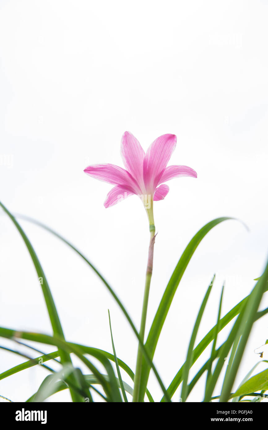 Angle flower hi-res stock photography and images - Alamy