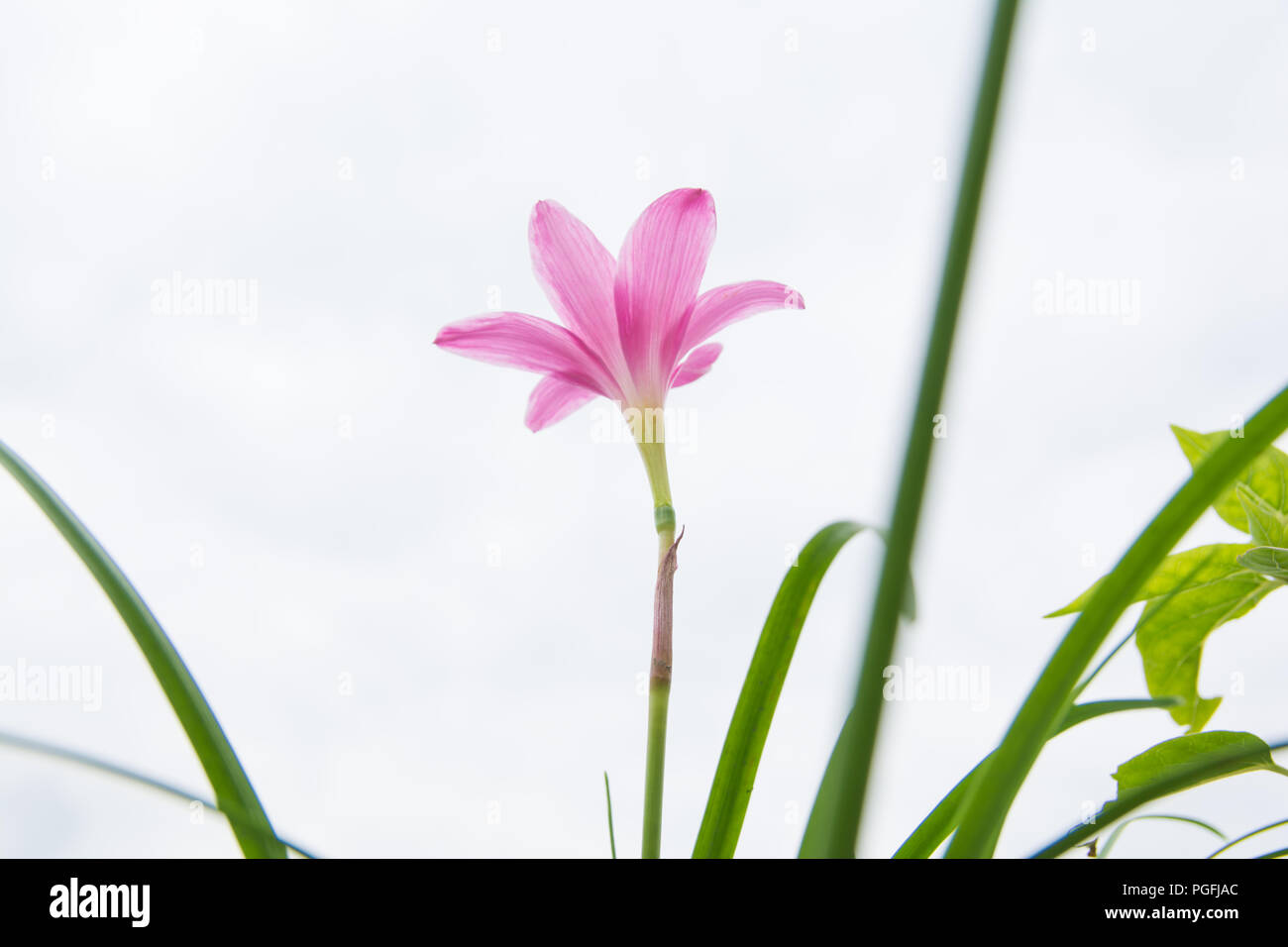 Angle flower hi-res stock photography and images - Alamy