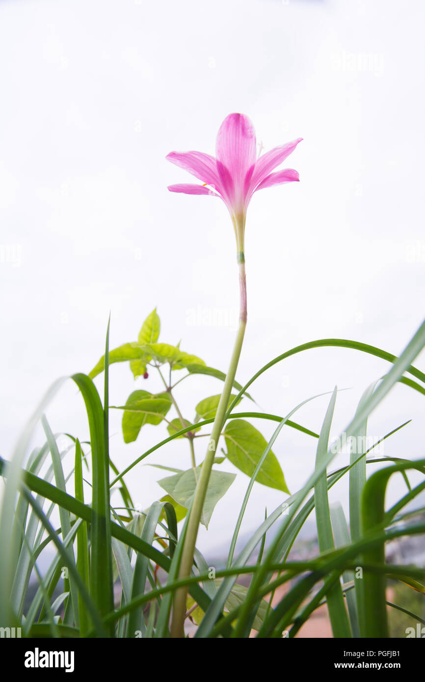 Angle flower hi-res stock photography and images - Alamy