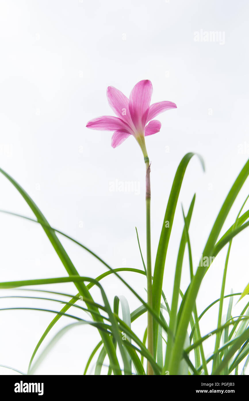 One single petal hi-res stock photography and images - Alamy