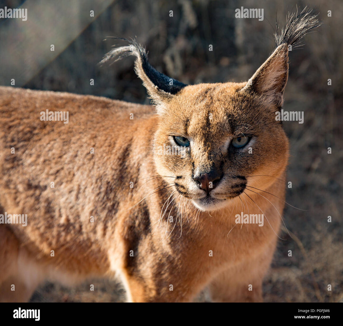 Caracal cat scans his surroundings for food Stock Photo - Alamy