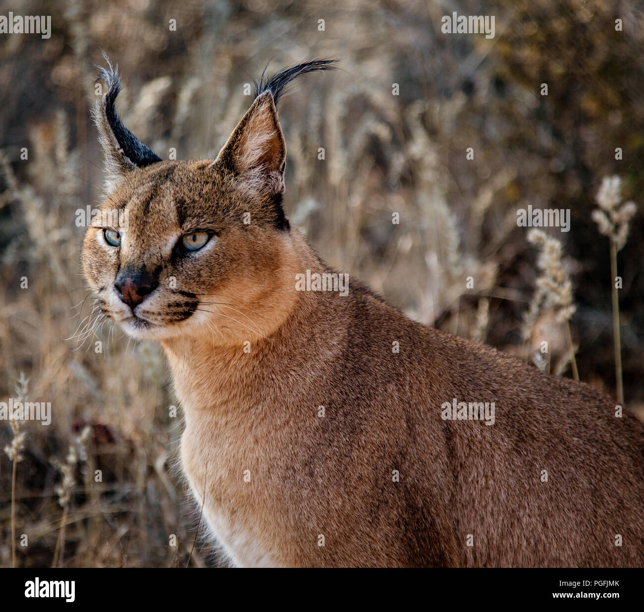 Caracal cat scans his surroundings for food Stock Photo - Alamy