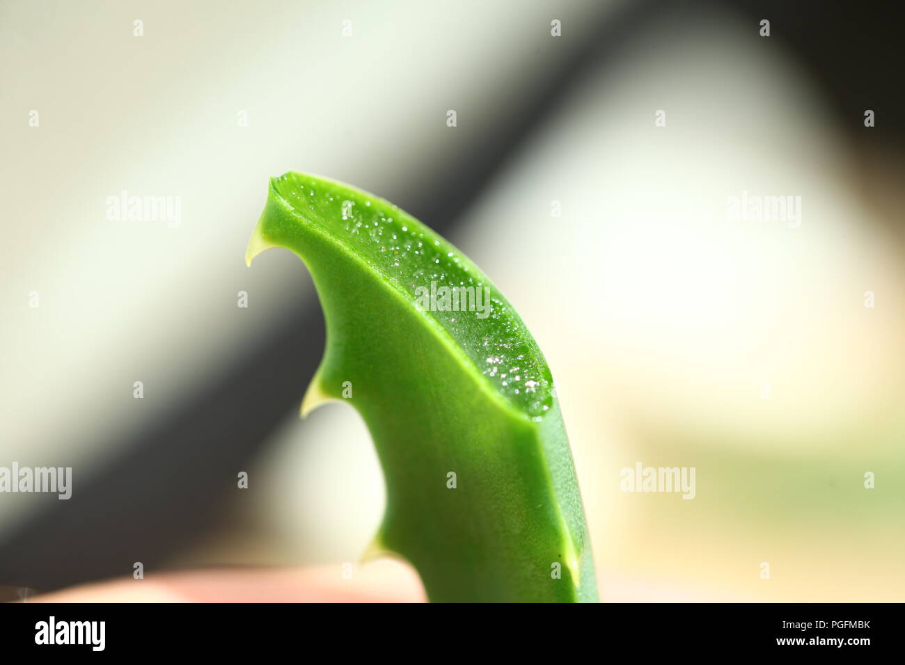 aloe oil spa therapy wood background Stock Photo - Alamy