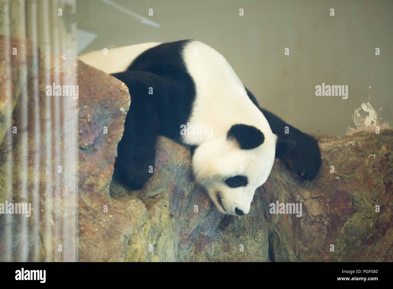 Happy pandas hi-res stock photography and images - Alamy