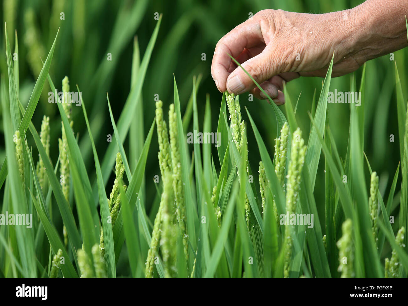 Beijing, China's Shandong Province. 20th Aug, 2018. A farmer checks ...