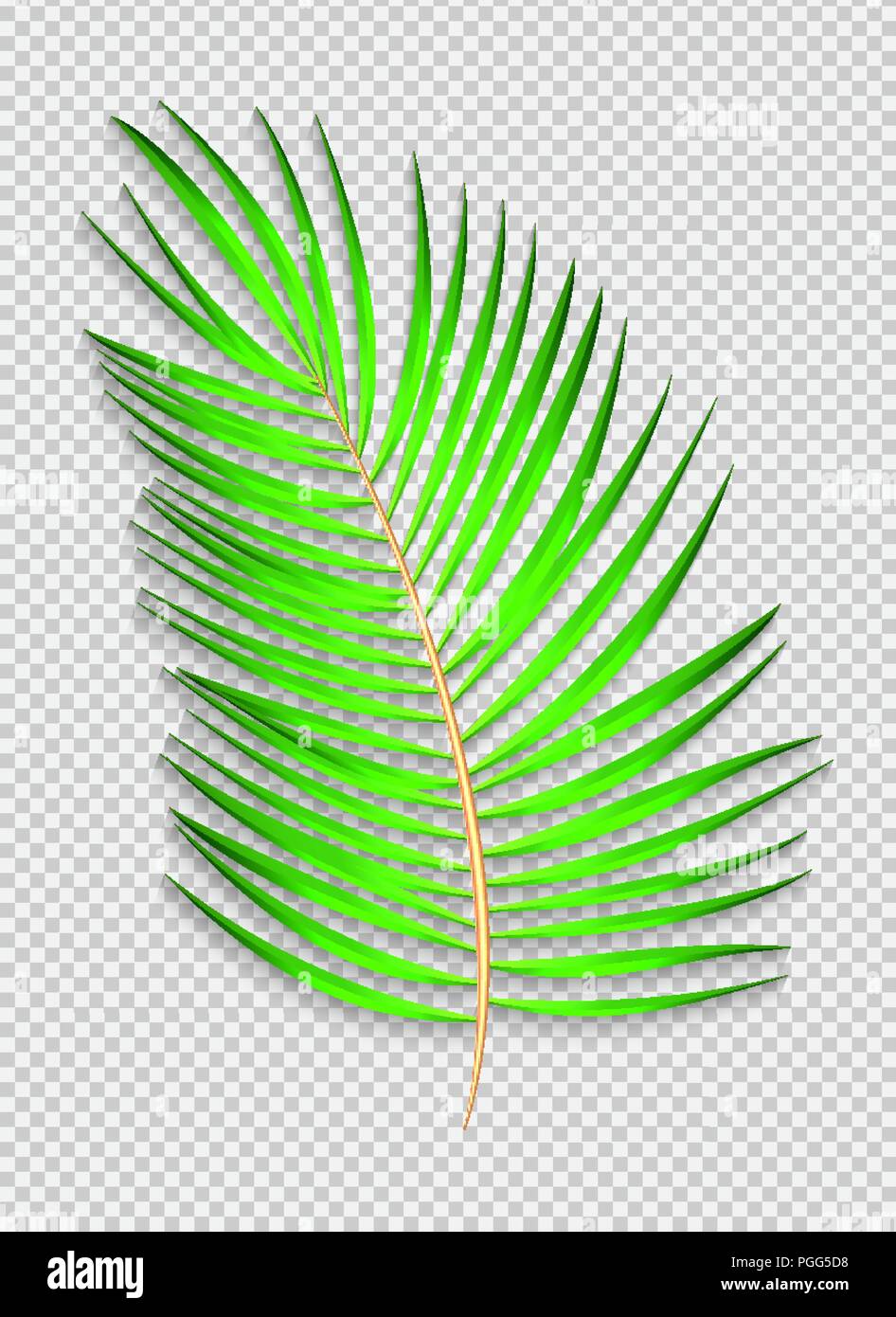 Beautiful naturalistic Palm Leaf on transparent Background. Vector ...