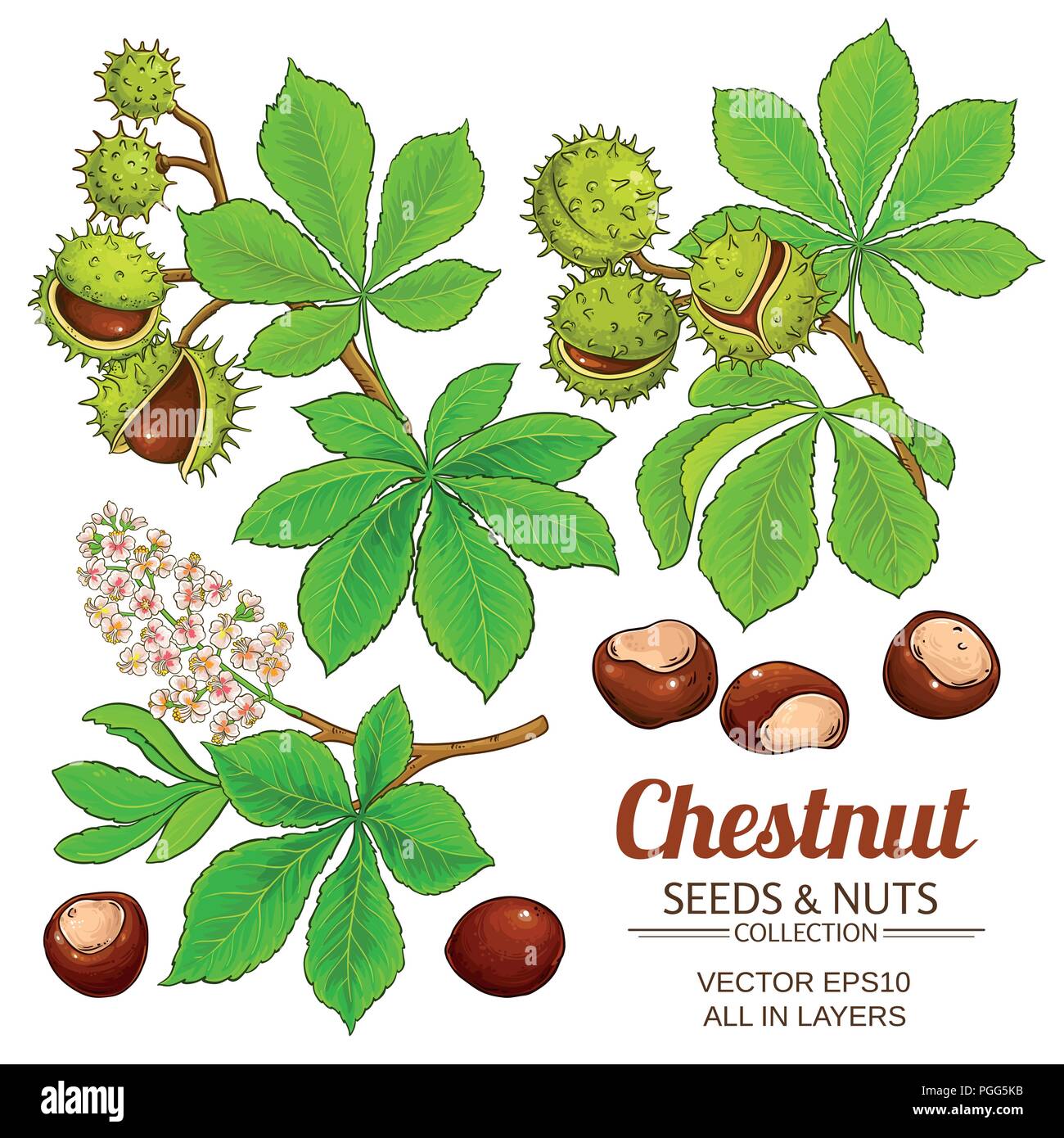 chestnut branches vector isolated on white background Stock Vector ...