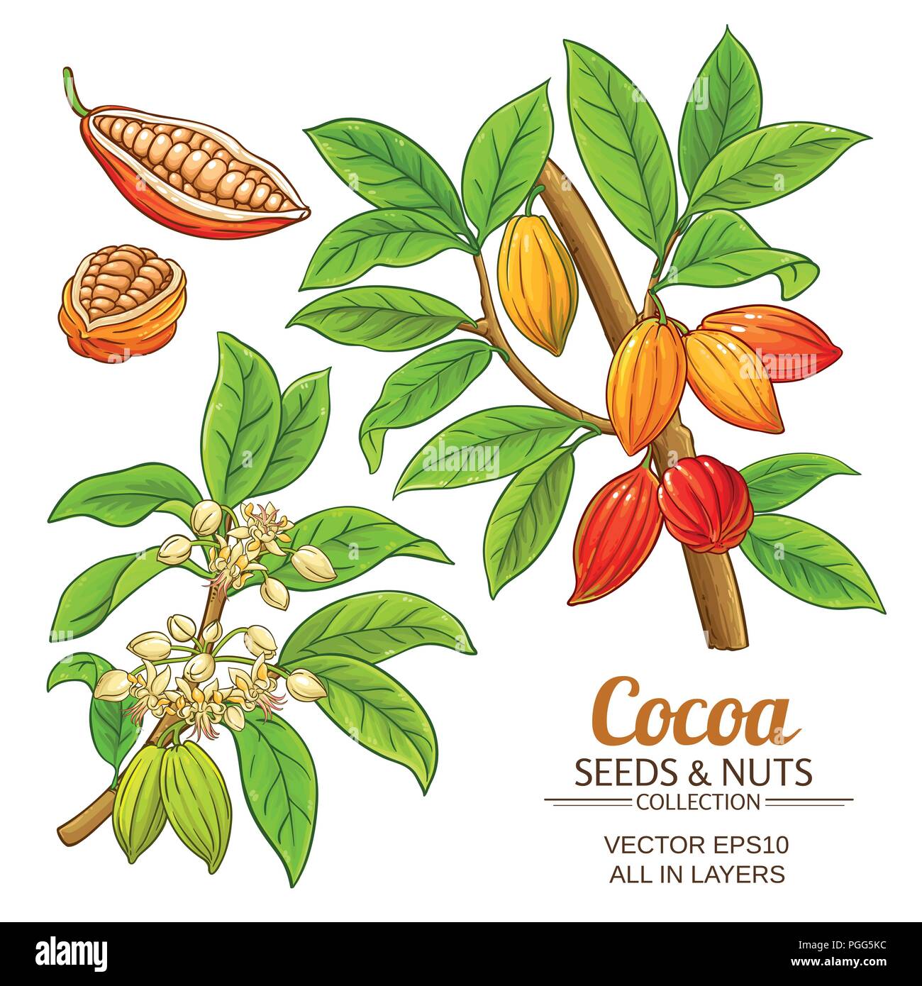 Cacao tree botanical drawing hi-res stock photography and images - Alamy