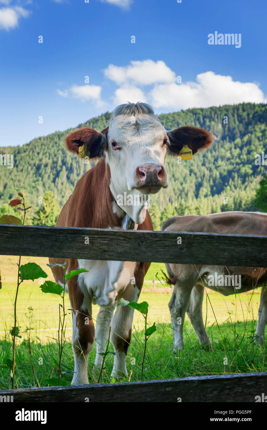 Dairy cow on a pasture in Bavaria looks over an old wooden pasture ...