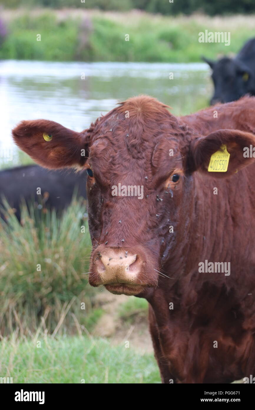 Livestock with flies hi-res stock photography and images - Alamy