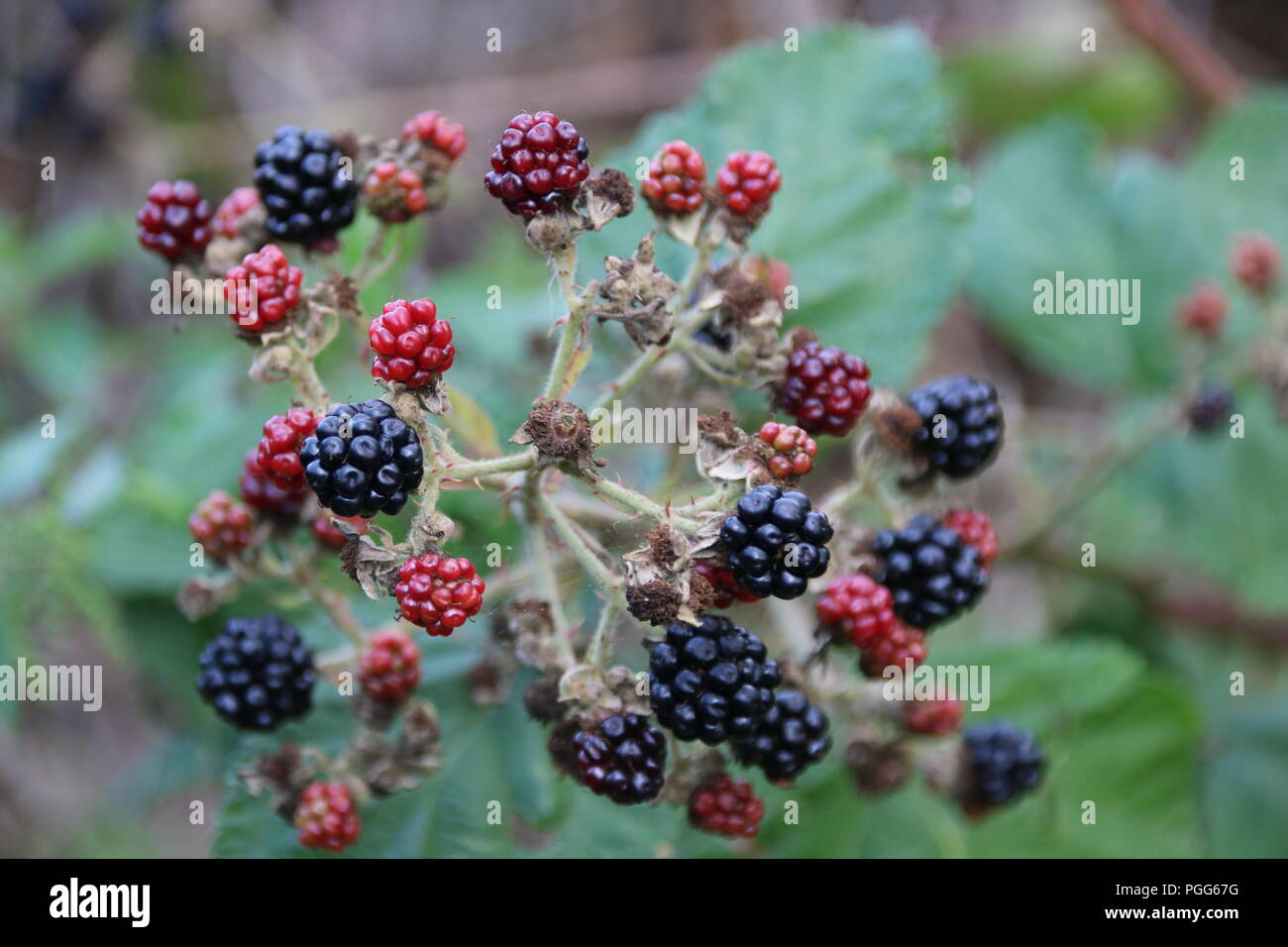 brambles growing wild in the countryside Stock Photo - Alamy