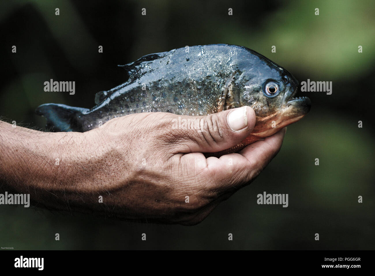 Man holds red piranha (Pygocentrus nattereri) in the Amazon, Peru Stock ...