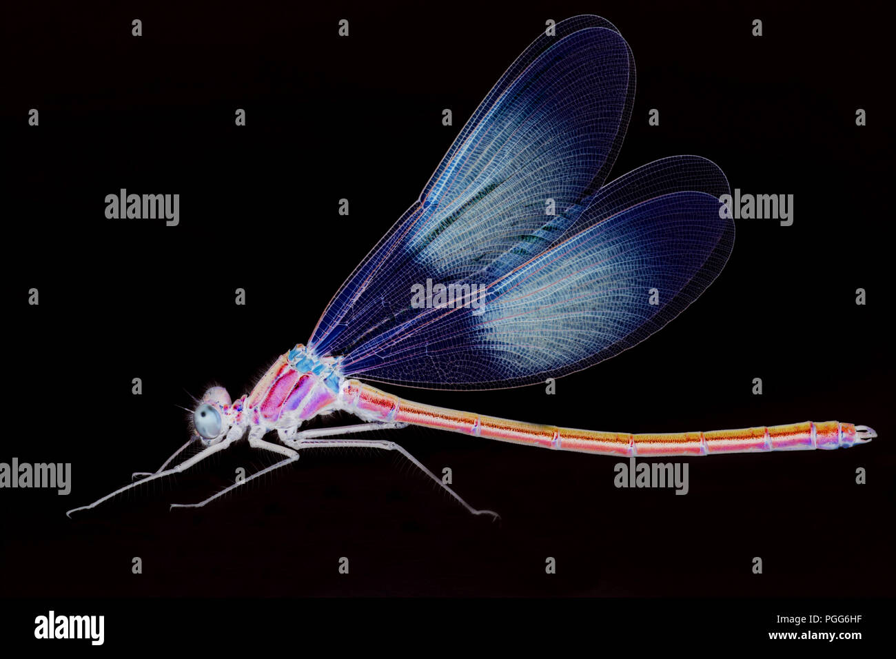 Inverted wings hi-res stock photography and images - Alamy