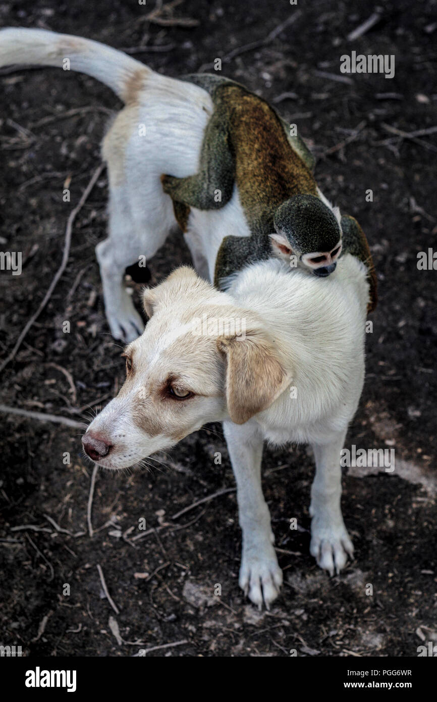Monkey riding dog hi-res stock photography and images - Alamy