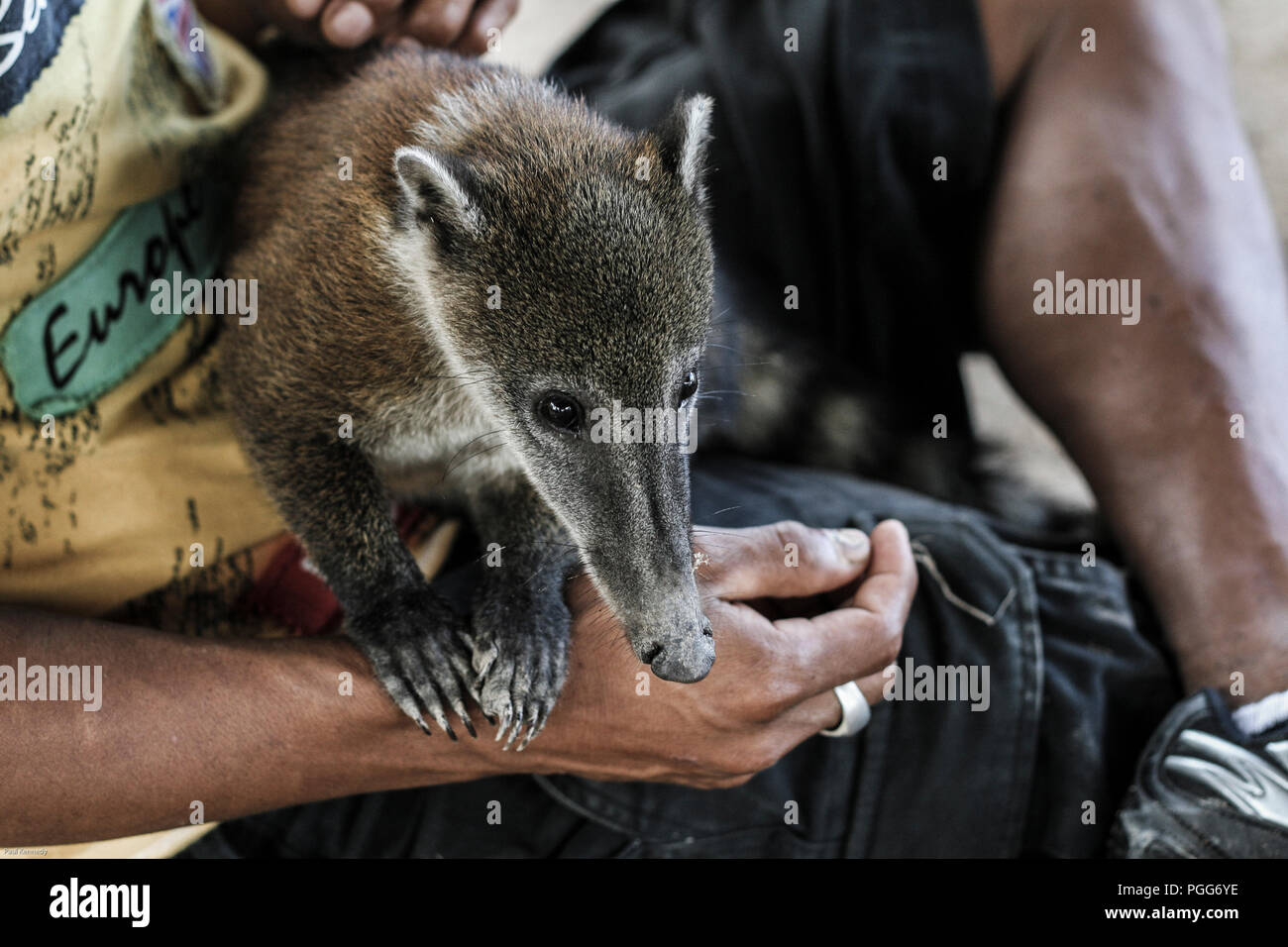 Man holding South American coati in Iquitos, Peru Stock Photo - Alamy