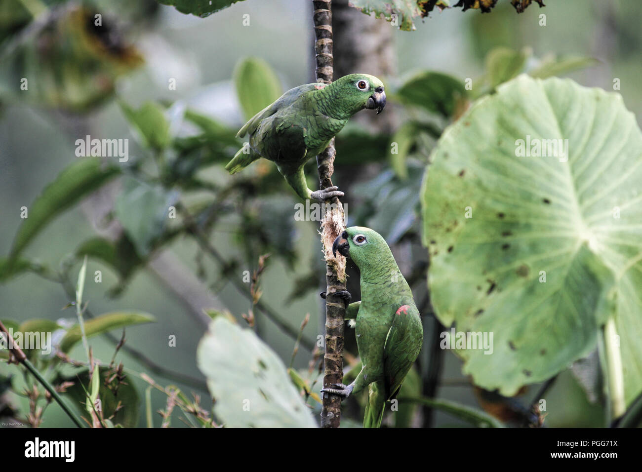 Yellow headed Loros (Amazona Ochrocephala) eating a plant in the Amazon ...