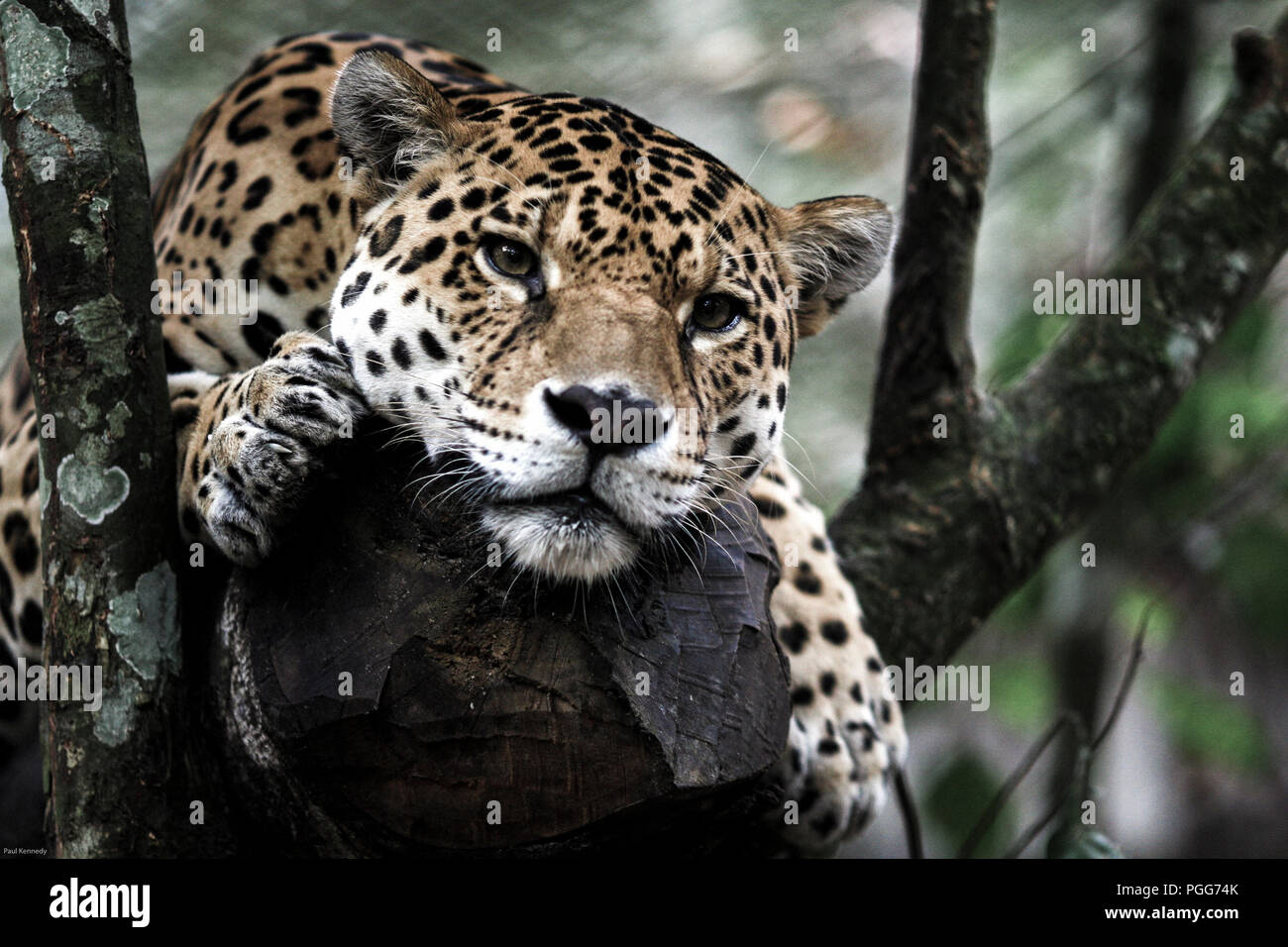 Jaguar in tree hi-res stock photography and images - Alamy