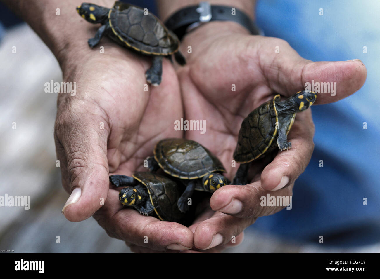 Man holding baby yellow spotted Amazon river turtles ((Podocnemis ...