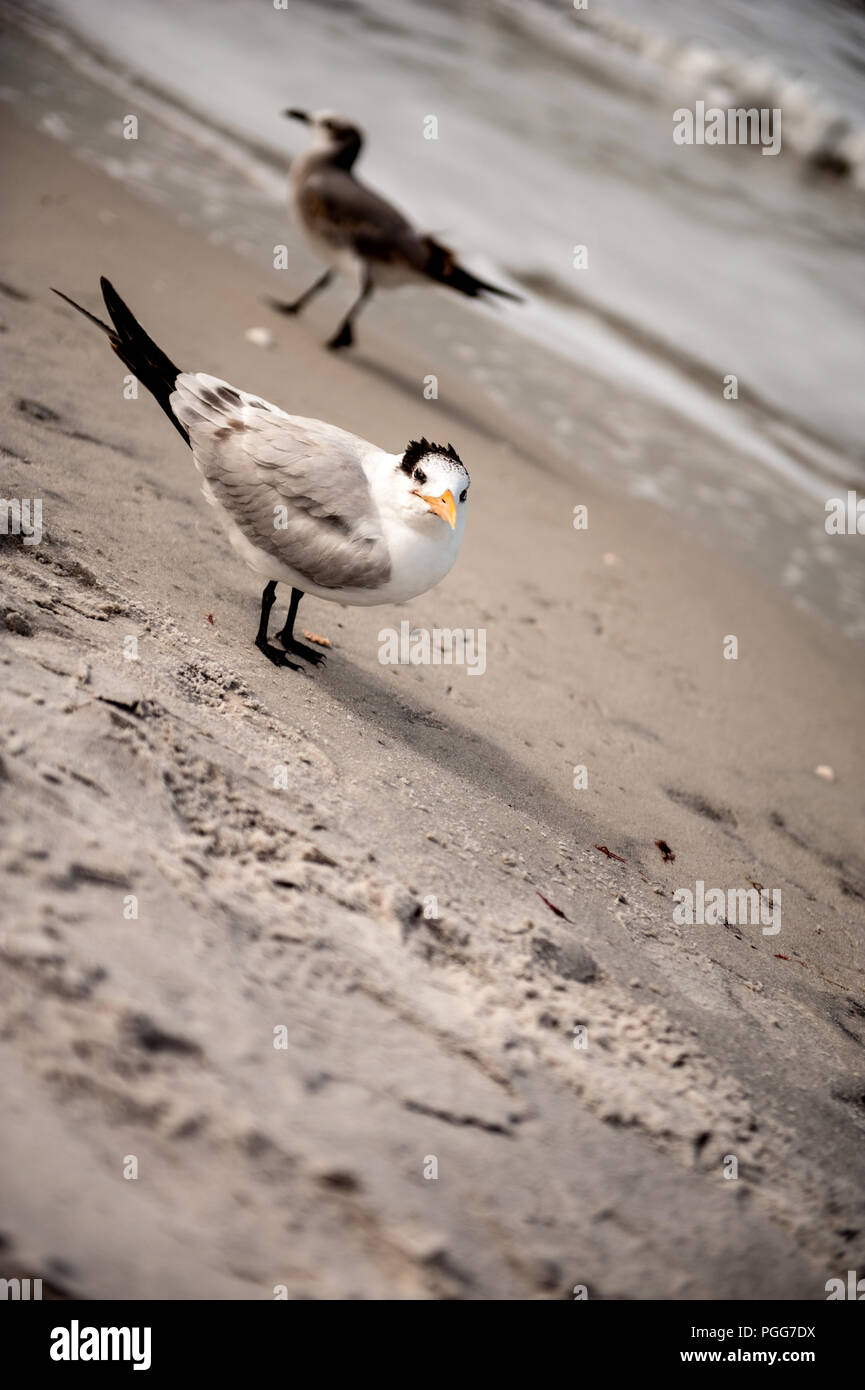 Pingu hi-res stock photography and images - Alamy