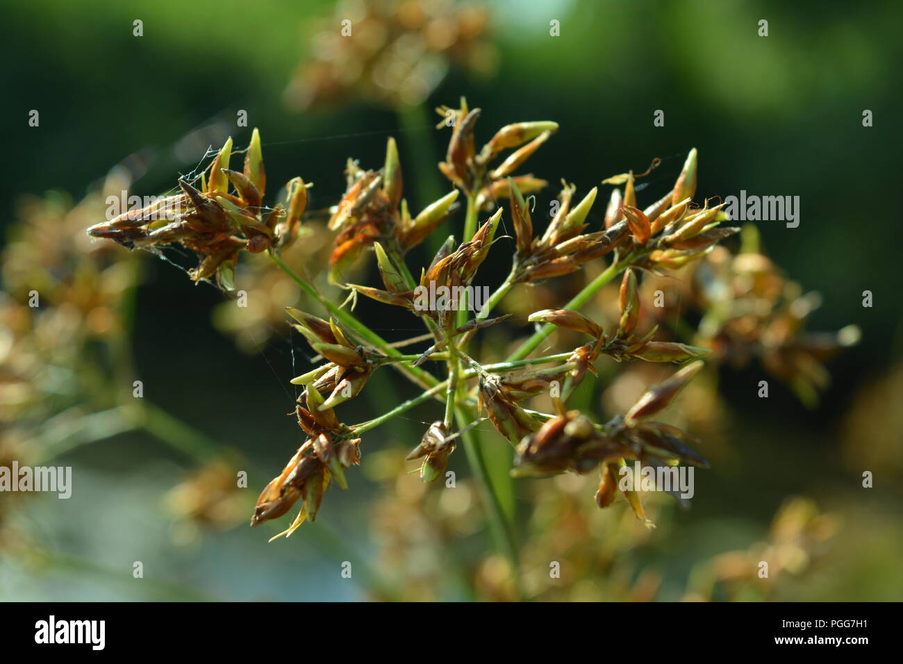 High resolution flower hi-res stock photography and images - Alamy