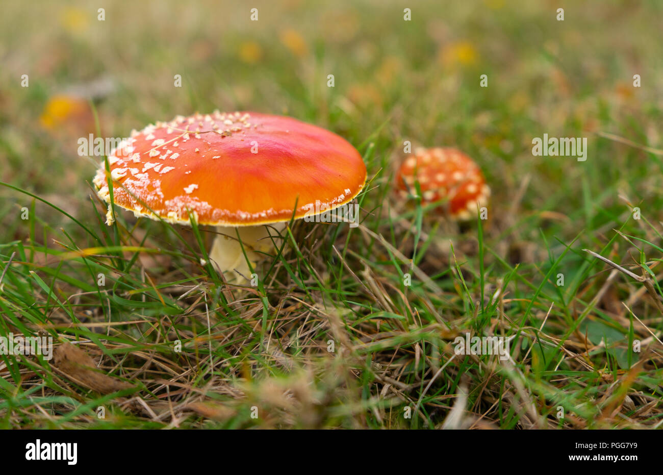 Little red mushrooms with white spots on grass in autumn with copy ...
