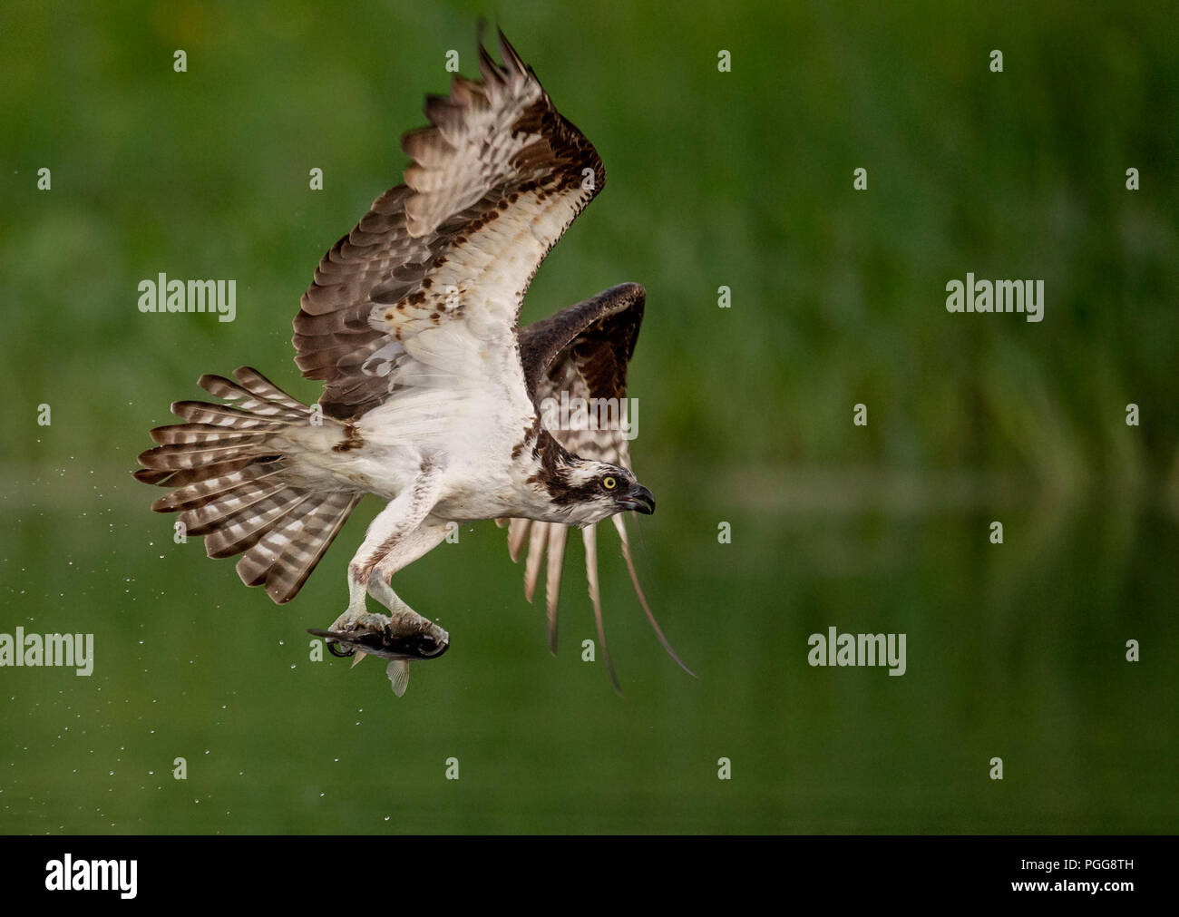 Osprey Catching a Fish Stock Photo - Alamy