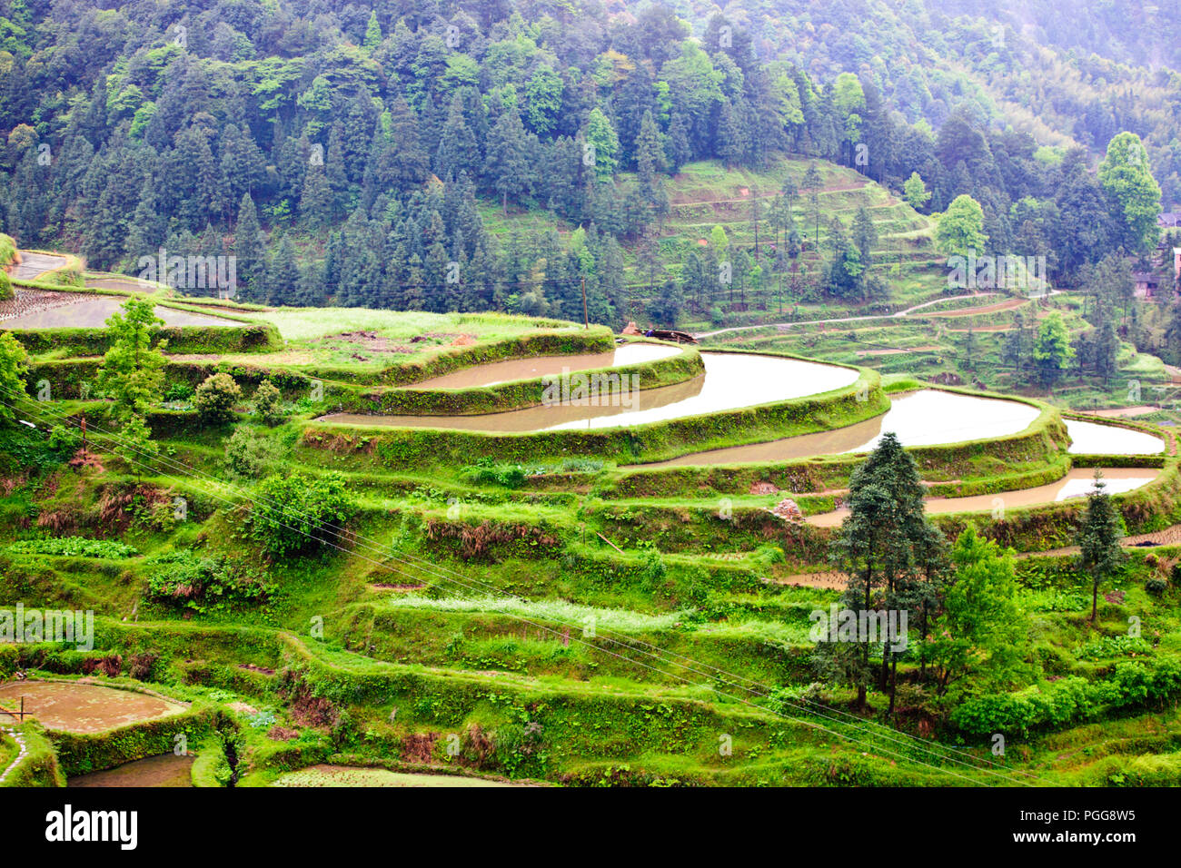 Fish farming in rice paddies hi-res stock photography and images - Alamy