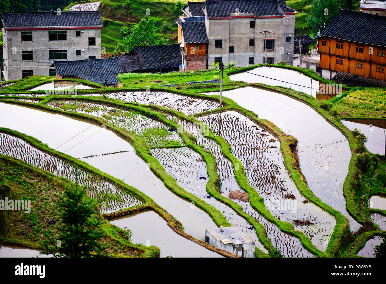 Fish farming in rice paddies hi-res stock photography and images - Alamy
