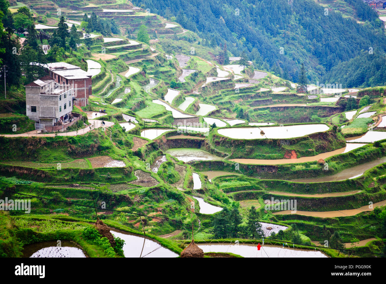 Fish farming in rice paddies hi-res stock photography and images - Alamy
