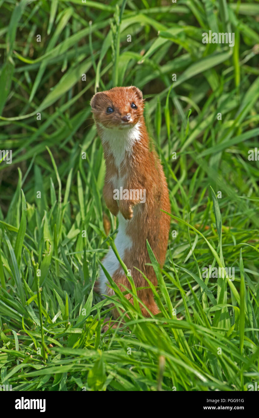 Weasel uk hi-res stock photography and images - Alamy