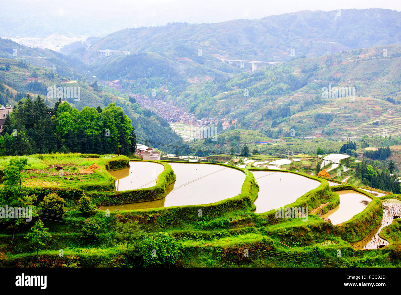 Fish farming in rice paddies hi-res stock photography and images - Alamy