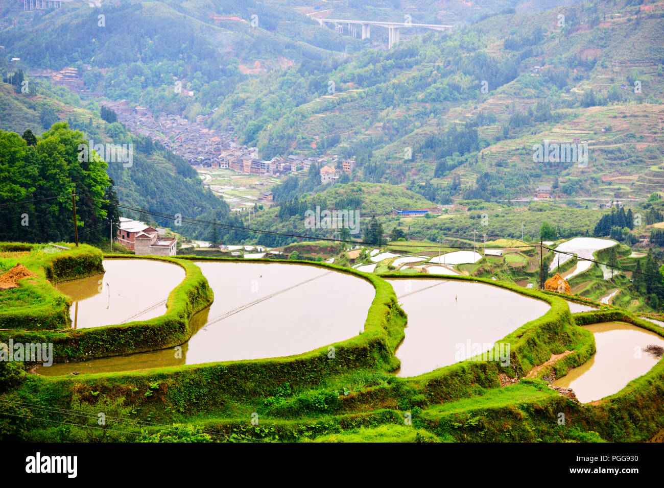 Fish farming in rice paddies hi-res stock photography and images - Alamy