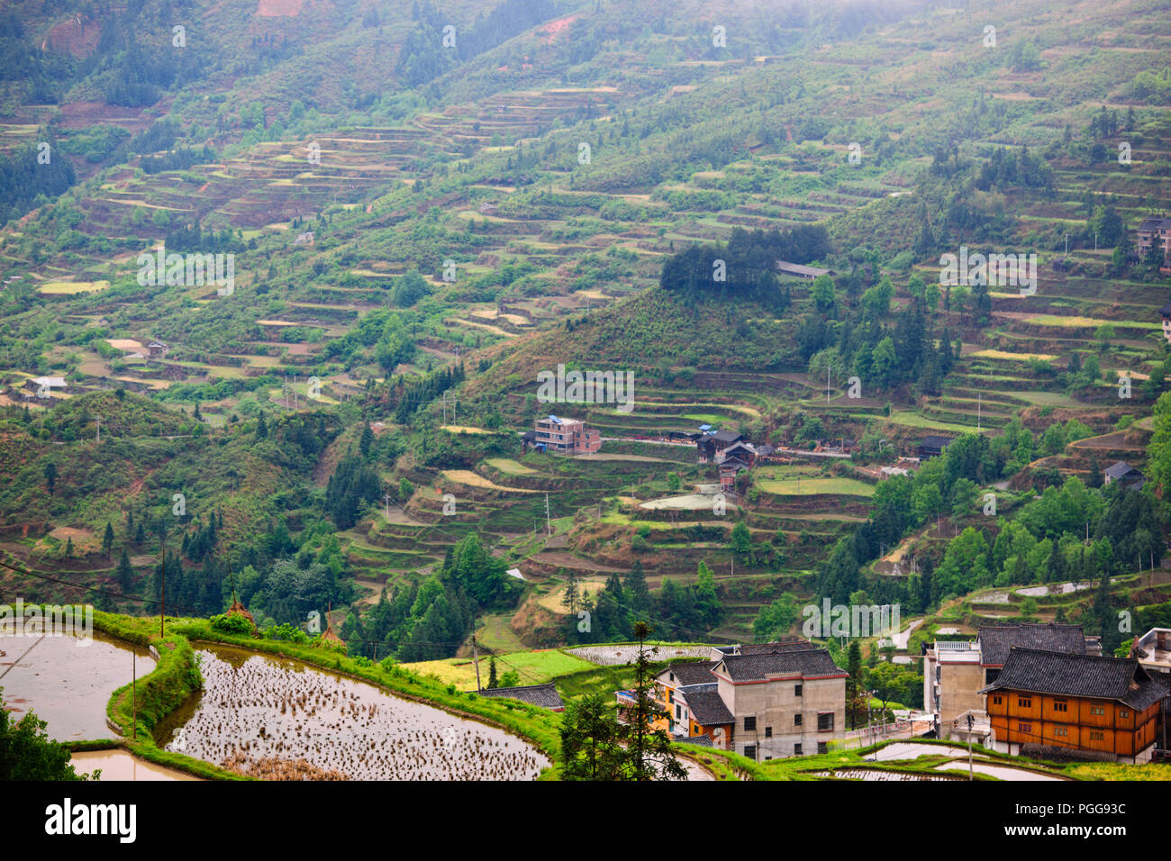 Fish farming in rice paddies hi-res stock photography and images - Alamy