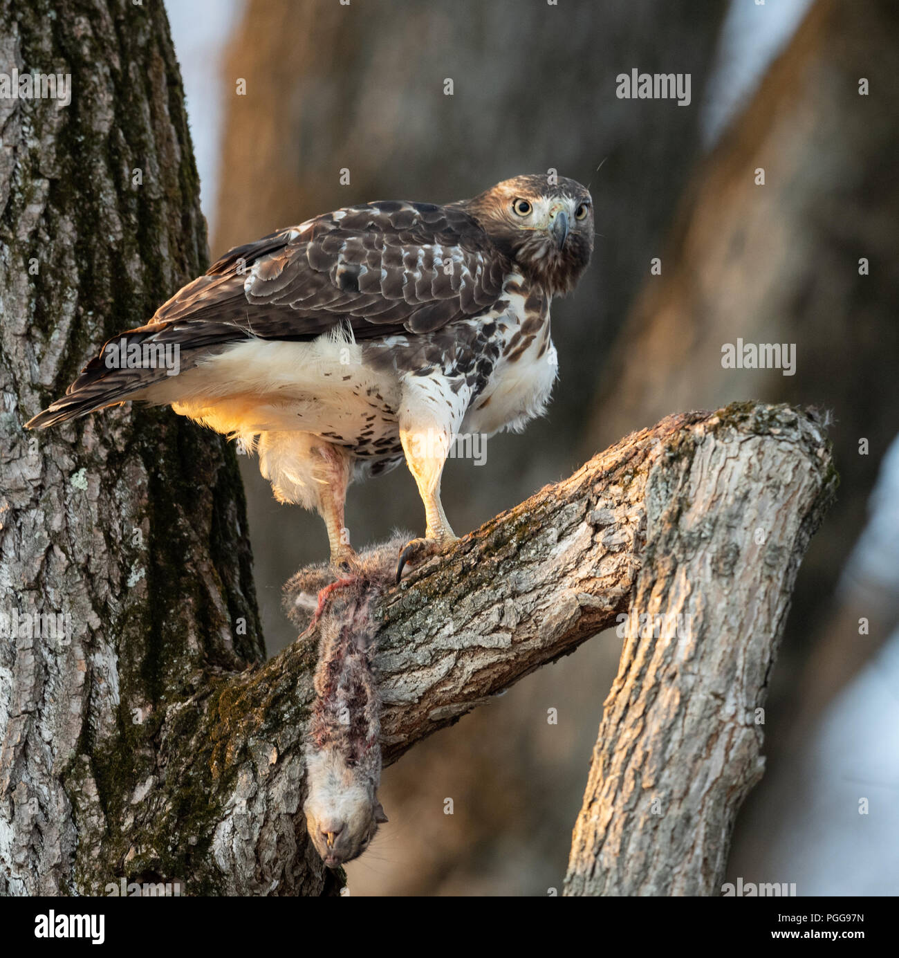 Red Tail Hawk eating on a tree Stock Photo - Alamy