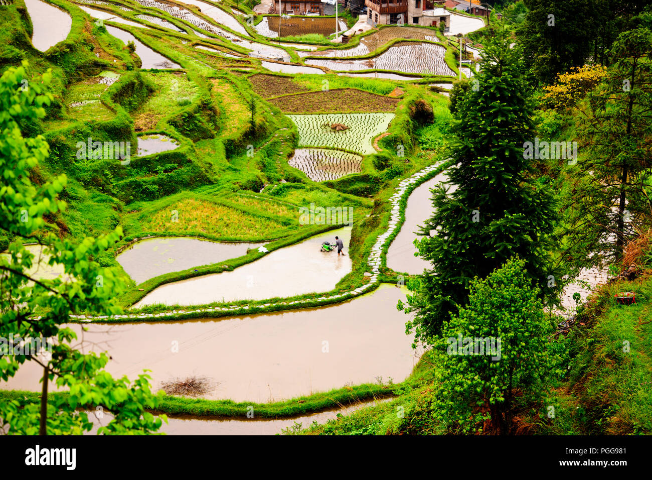 Fish farming in rice paddies hi-res stock photography and images - Alamy