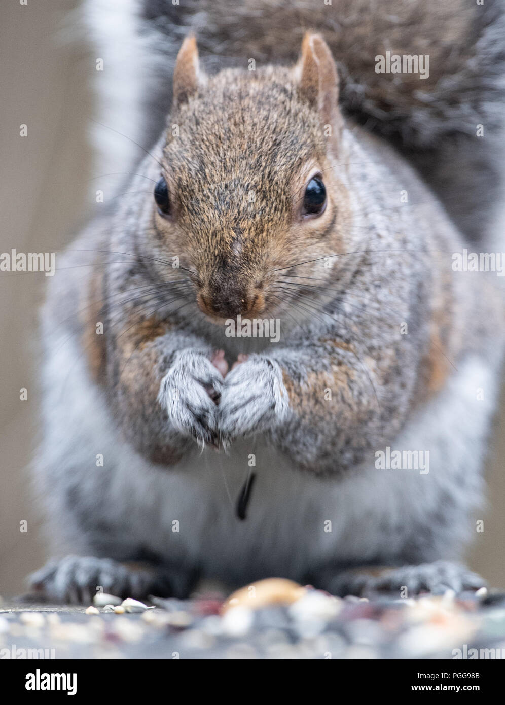 Eastern chipmunk photography hi-res stock photography and images - Alamy