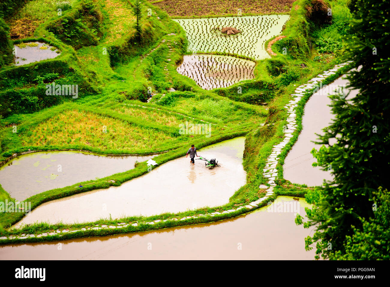 Fish farming in rice paddies hi-res stock photography and images - Alamy