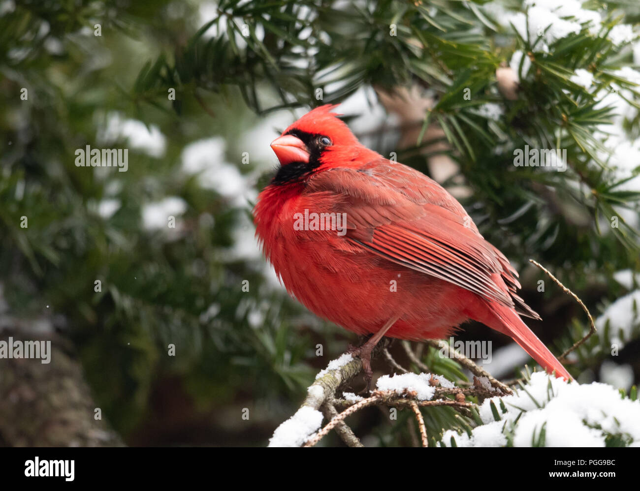 Northern cardinal in snow portrait hi-res stock photography and images ...
