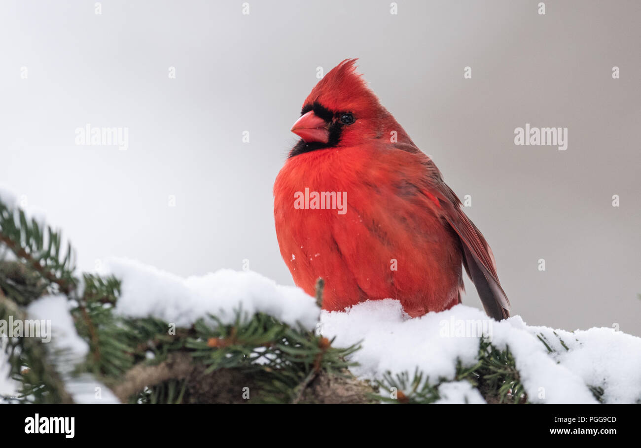 Northern cardinal in snow portrait hi-res stock photography and images ...