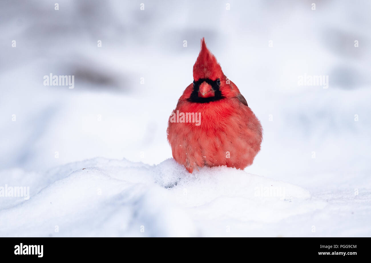 Northern Cardinal in the Snow in Winter Stock Photo - Alamy