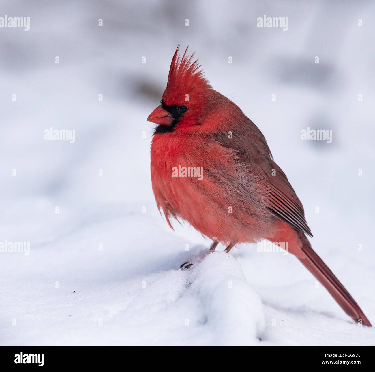 Northern cardinal in snow portrait hi-res stock photography and images ...