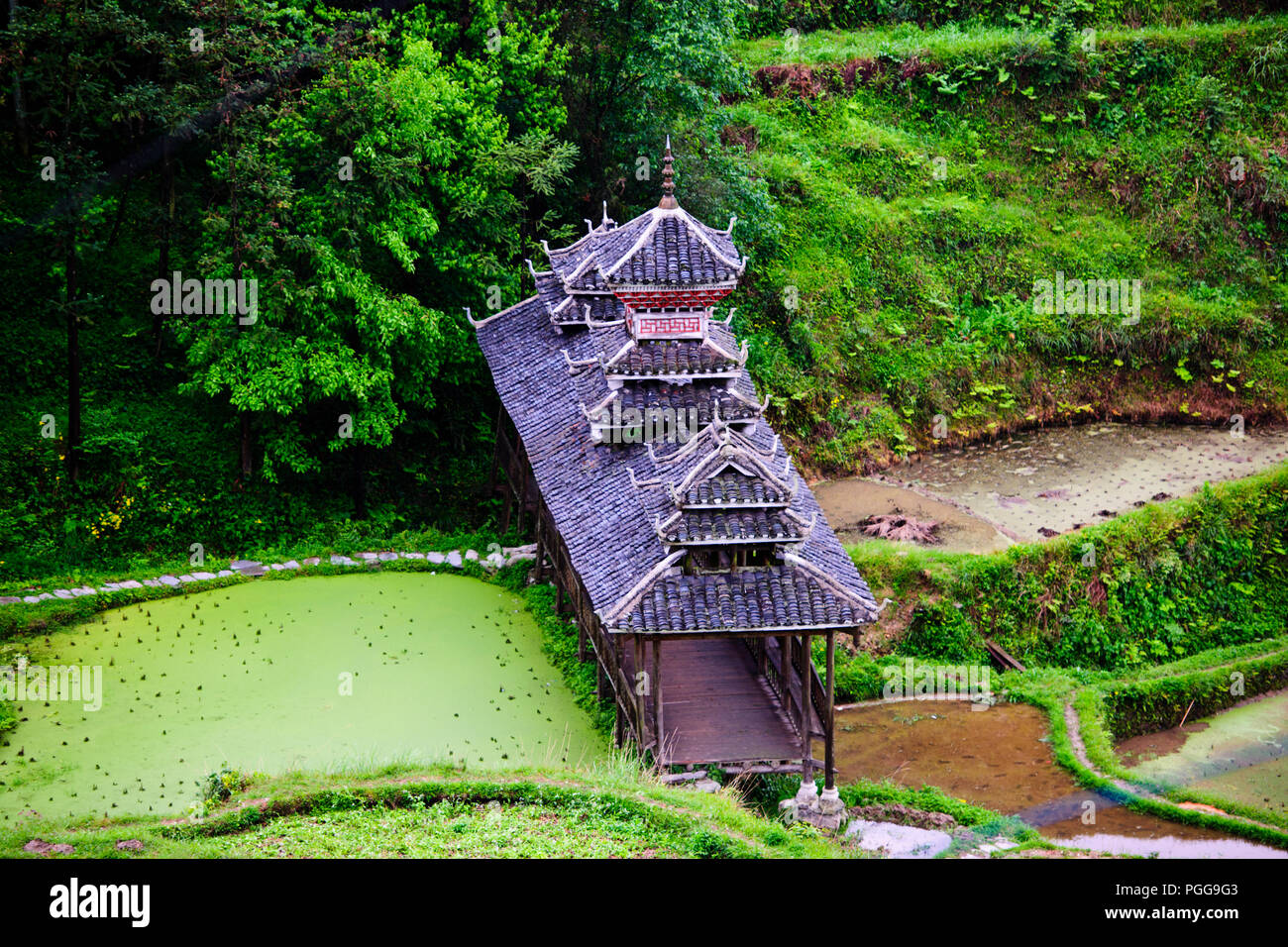 Fish farming in rice paddies hi-res stock photography and images - Alamy