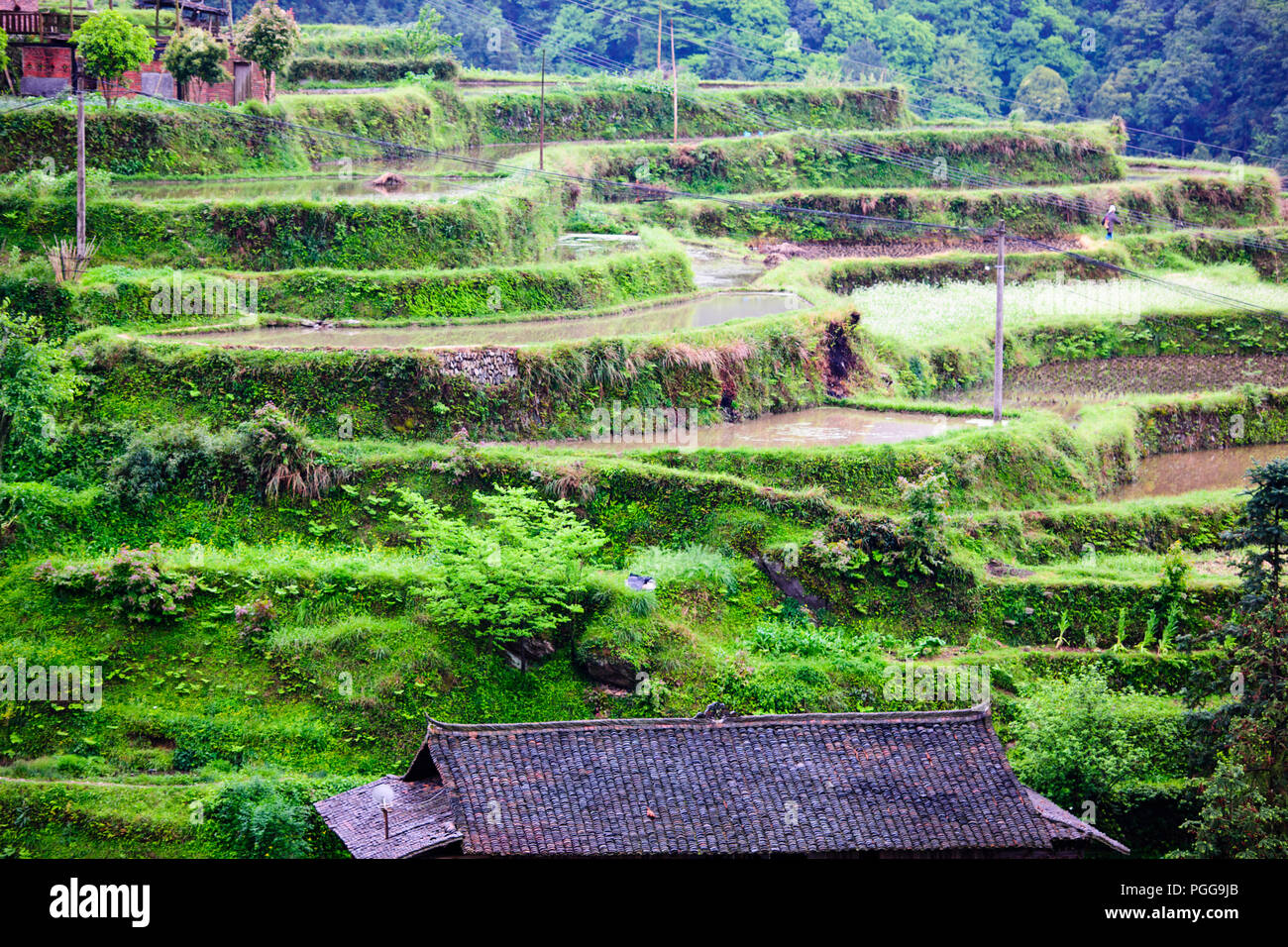 Fish farming in rice paddies hi-res stock photography and images - Alamy