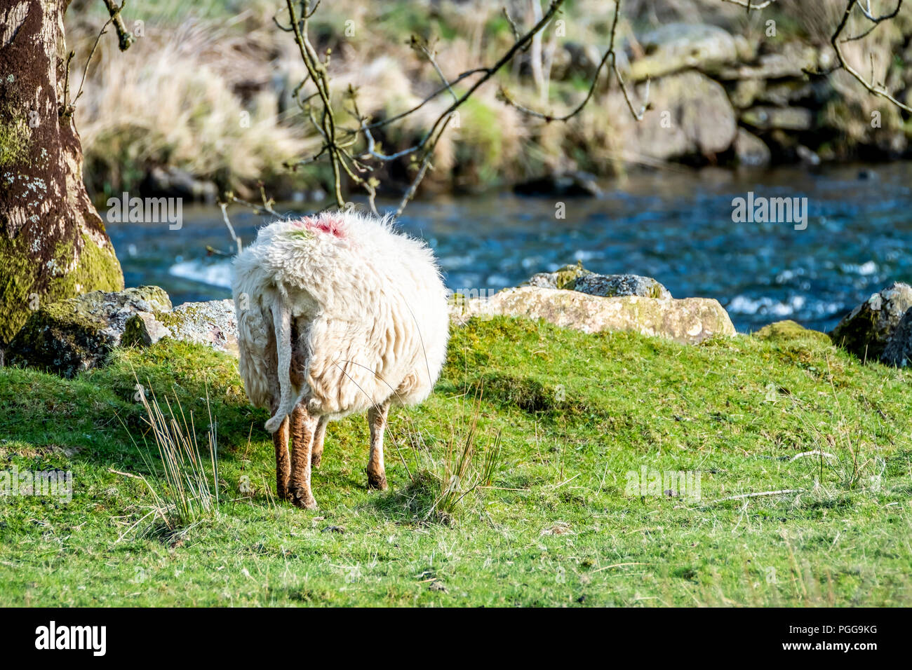 Welsh rural landscape sheep grazing hi-res stock photography and images ...