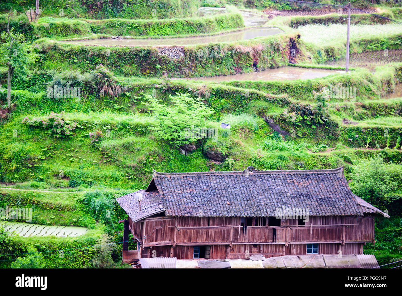 Fish farming in rice paddies hi-res stock photography and images - Alamy