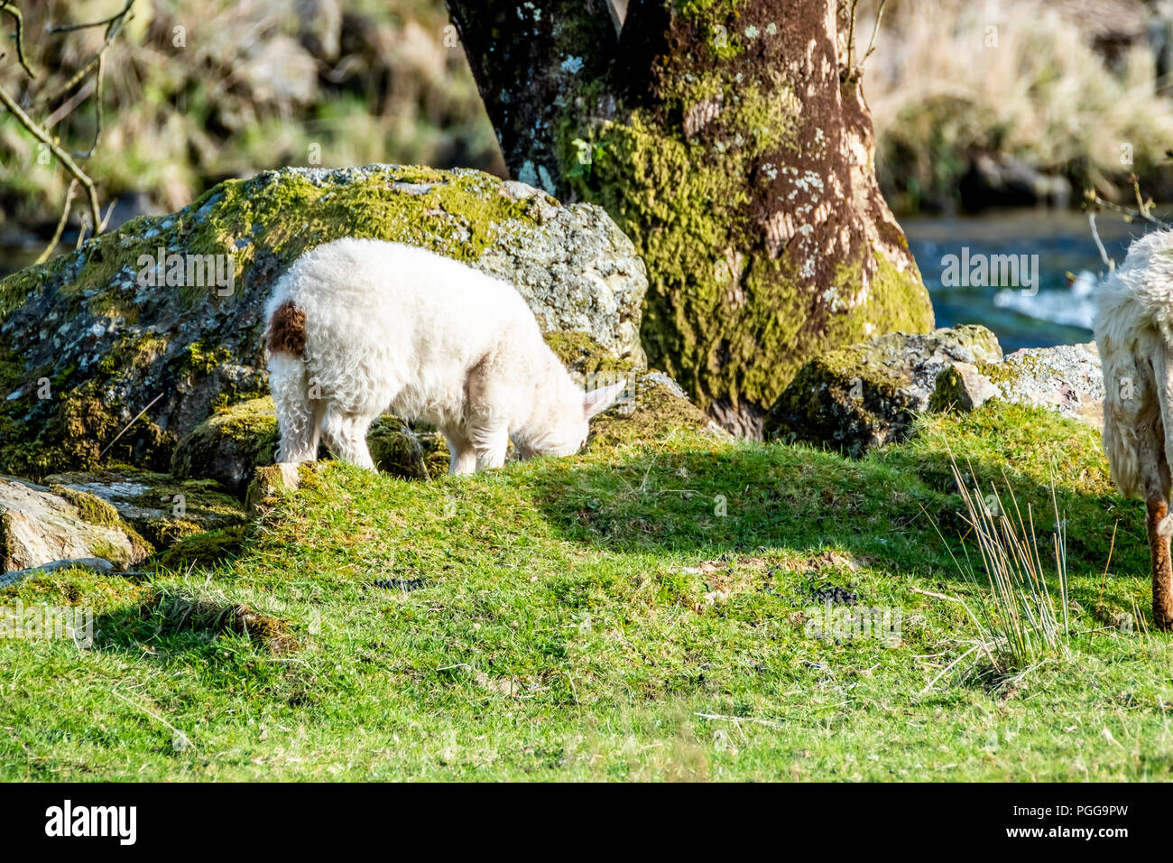 Sheep grazing in Welsh landscape close to the river Stock Photo - Alamy